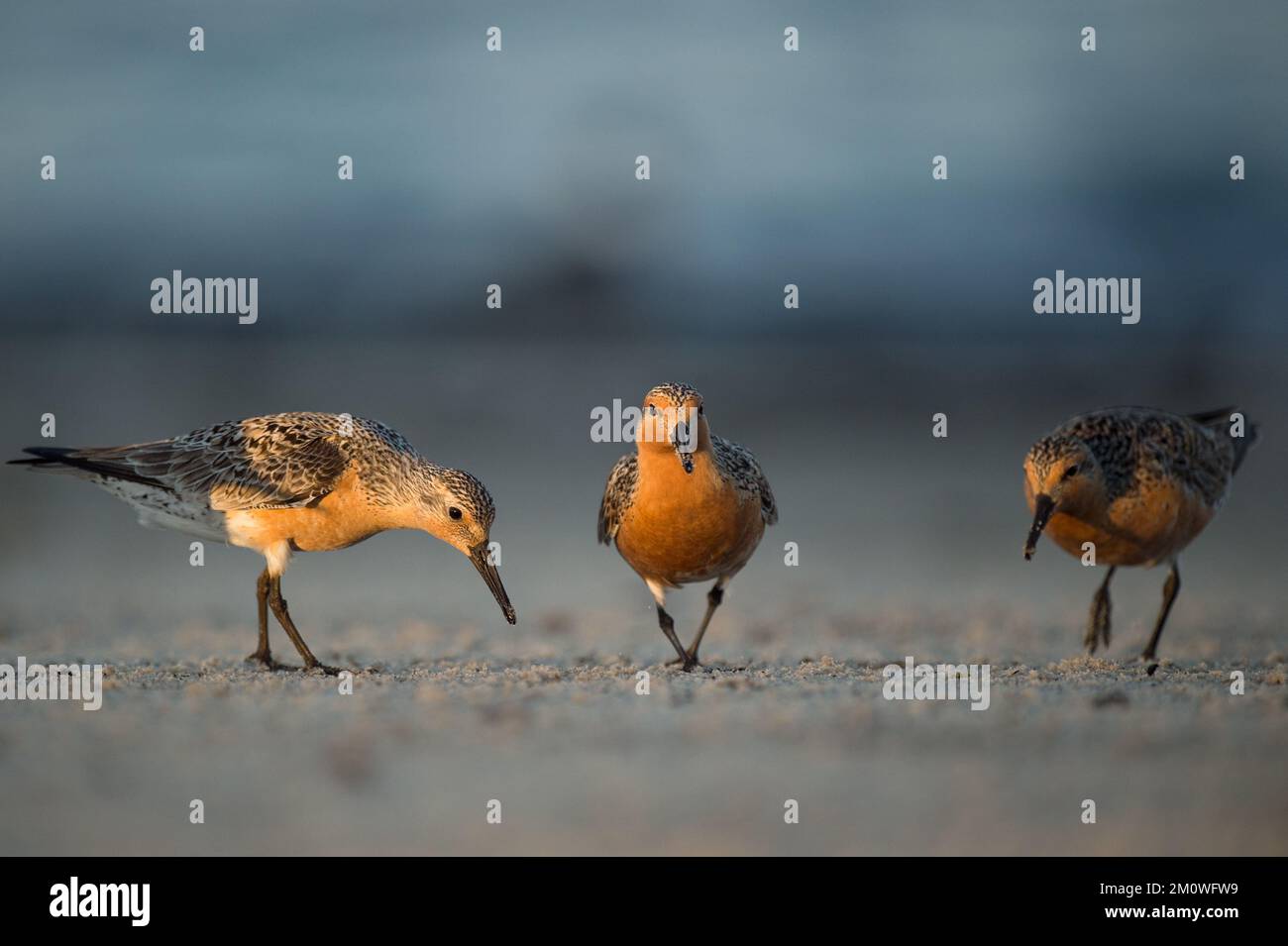 Three red birds hi-res stock photography and images - Alamy