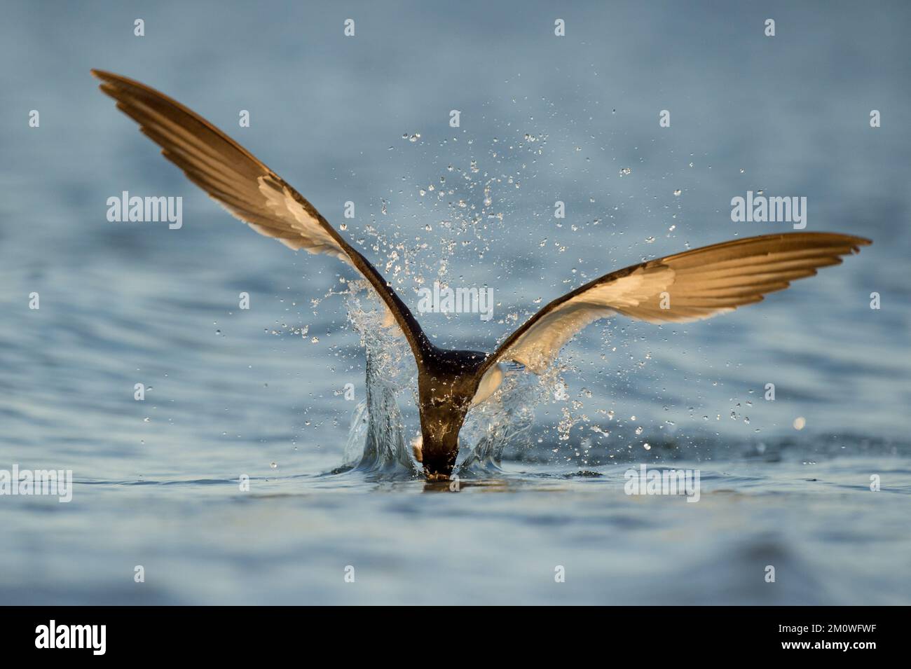 A Black Skimmer flying over the water dipping its head in a splashing ...