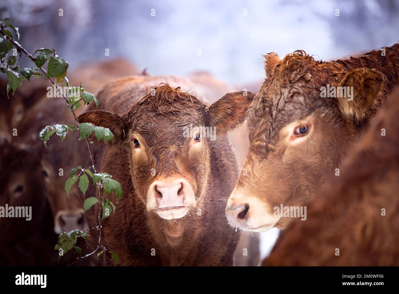 A herd of brown furry cows in snow in Germany in winter, white trees in ...