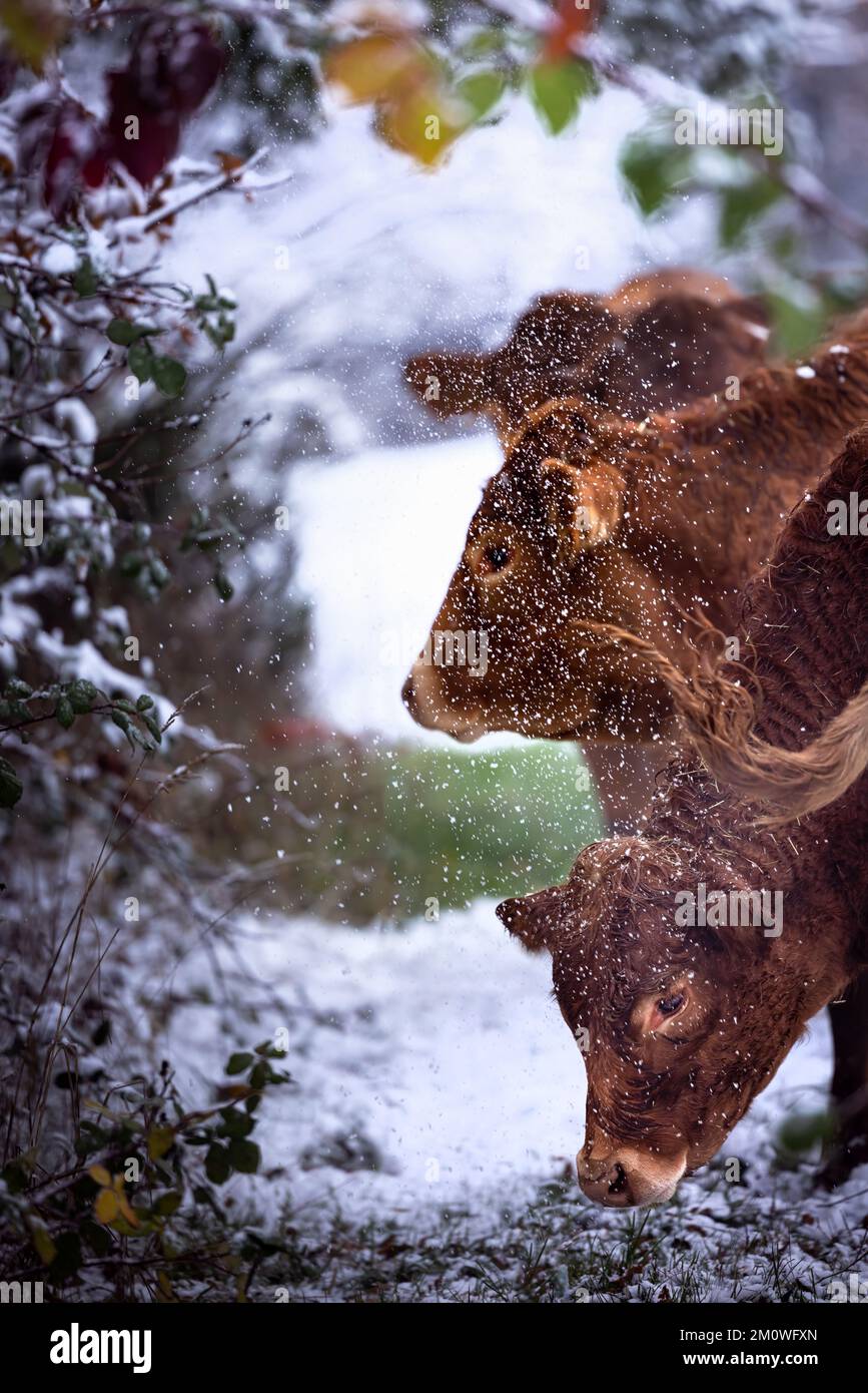 A herd of brown furry cows in snow in Germany in winter, white trees in ...