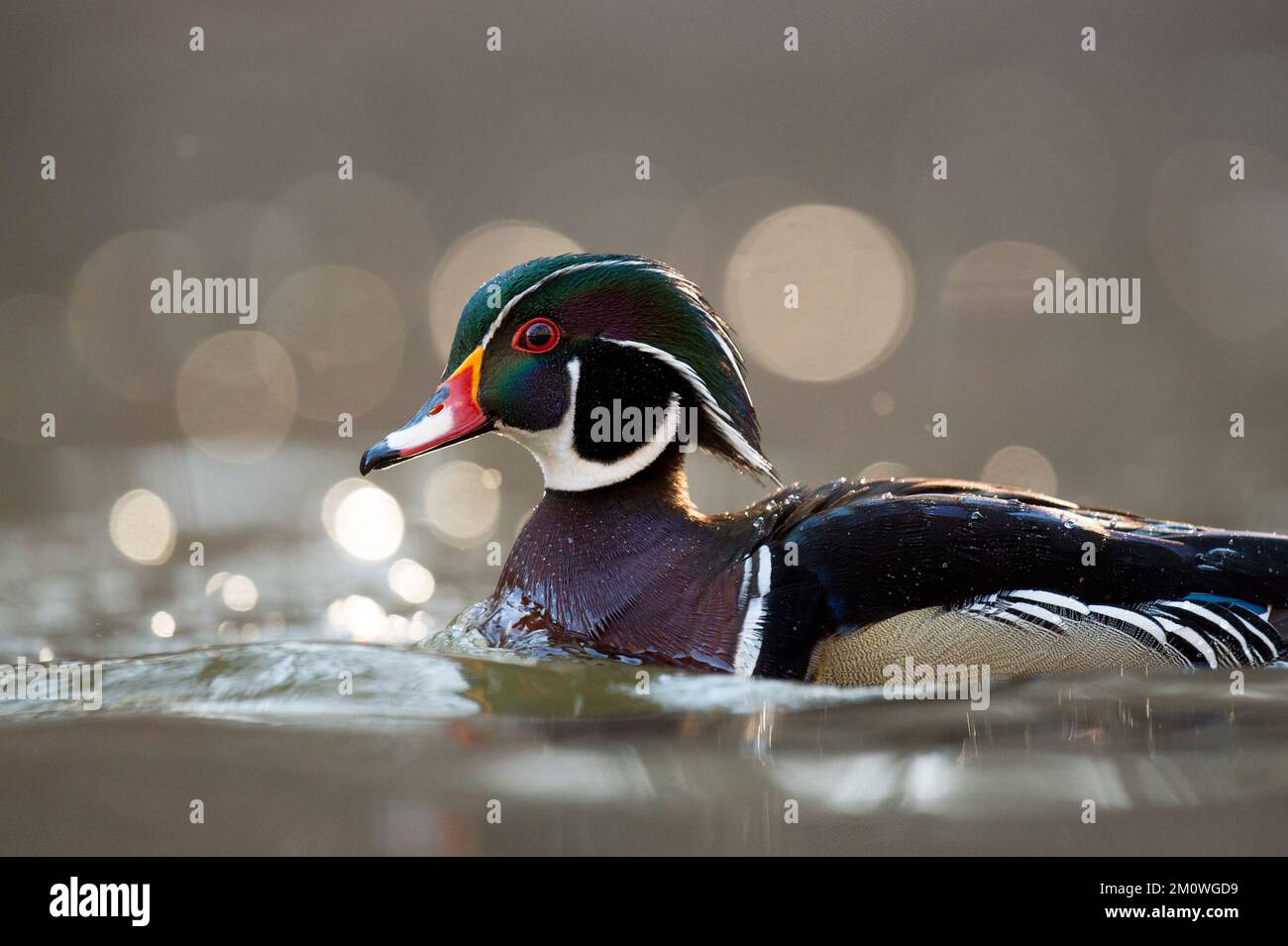 A close-up shot of a cute little duck floating in the lake Stock Photo ...
