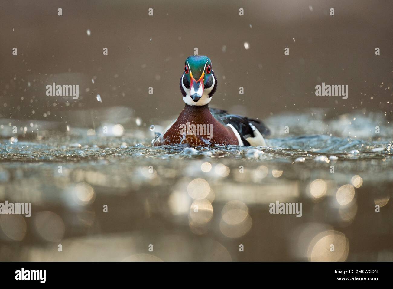 A close-up shot of a cute little duck floating in the lake Stock Photo ...