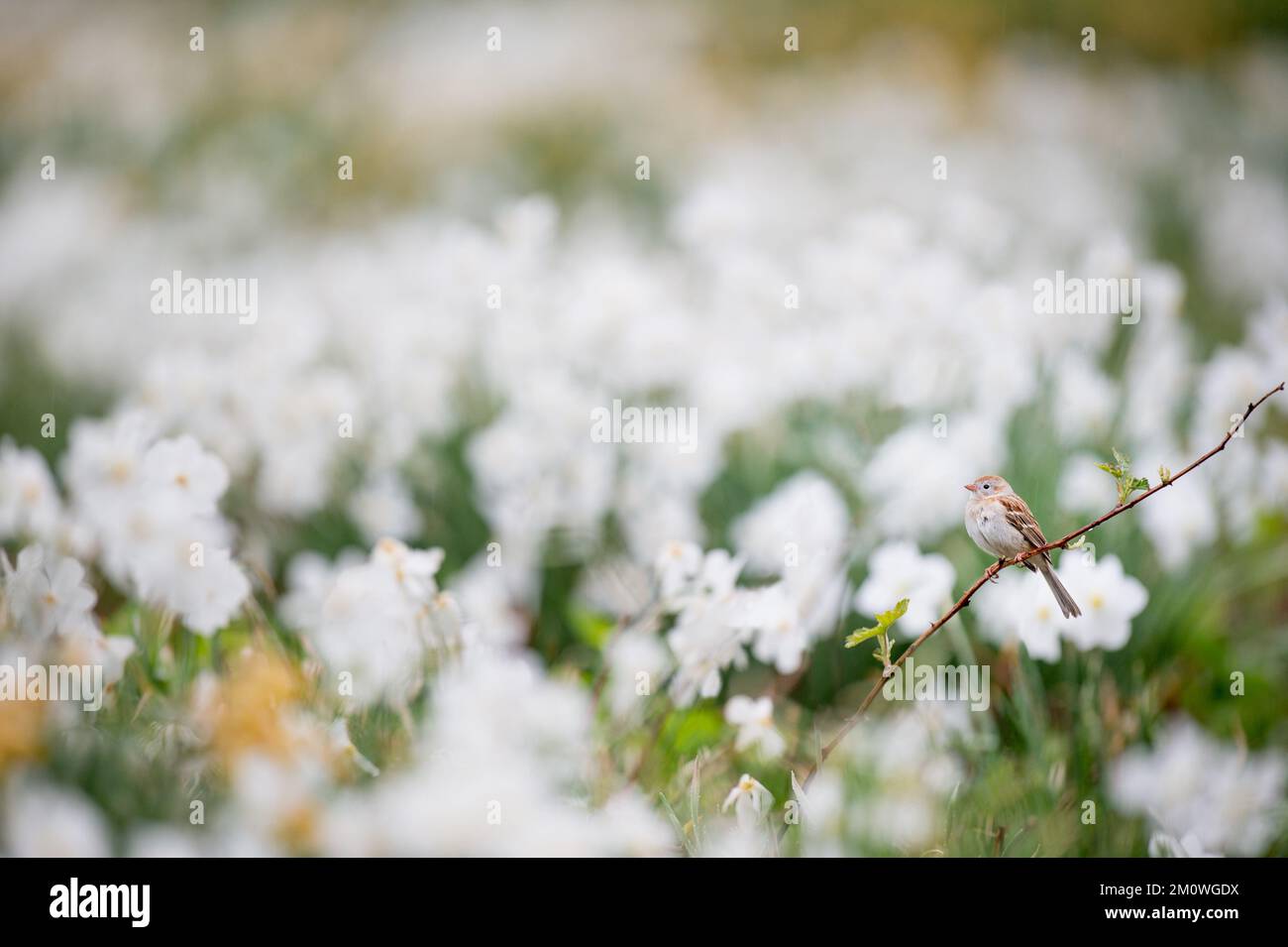 A close-up shot of a Field sparrow perched on a twig on a blurred ...