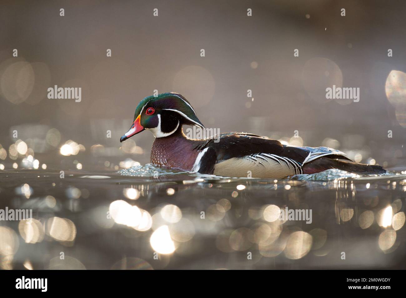 A close-up shot of a cute little duck floating in the lake Stock Photo ...