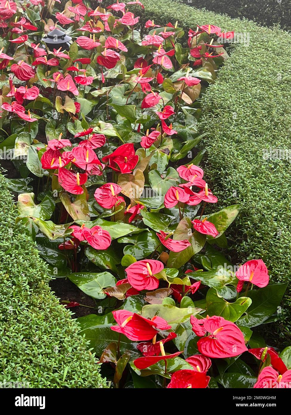 Flower captured at Bana Hill Hue Vietnam Stock Photo - Alamy