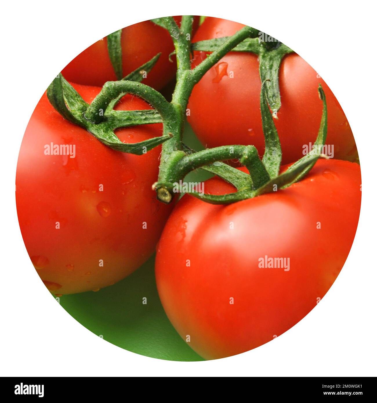Fresh, tasty, tomato, all organic tomato, fresh organic tomato ...