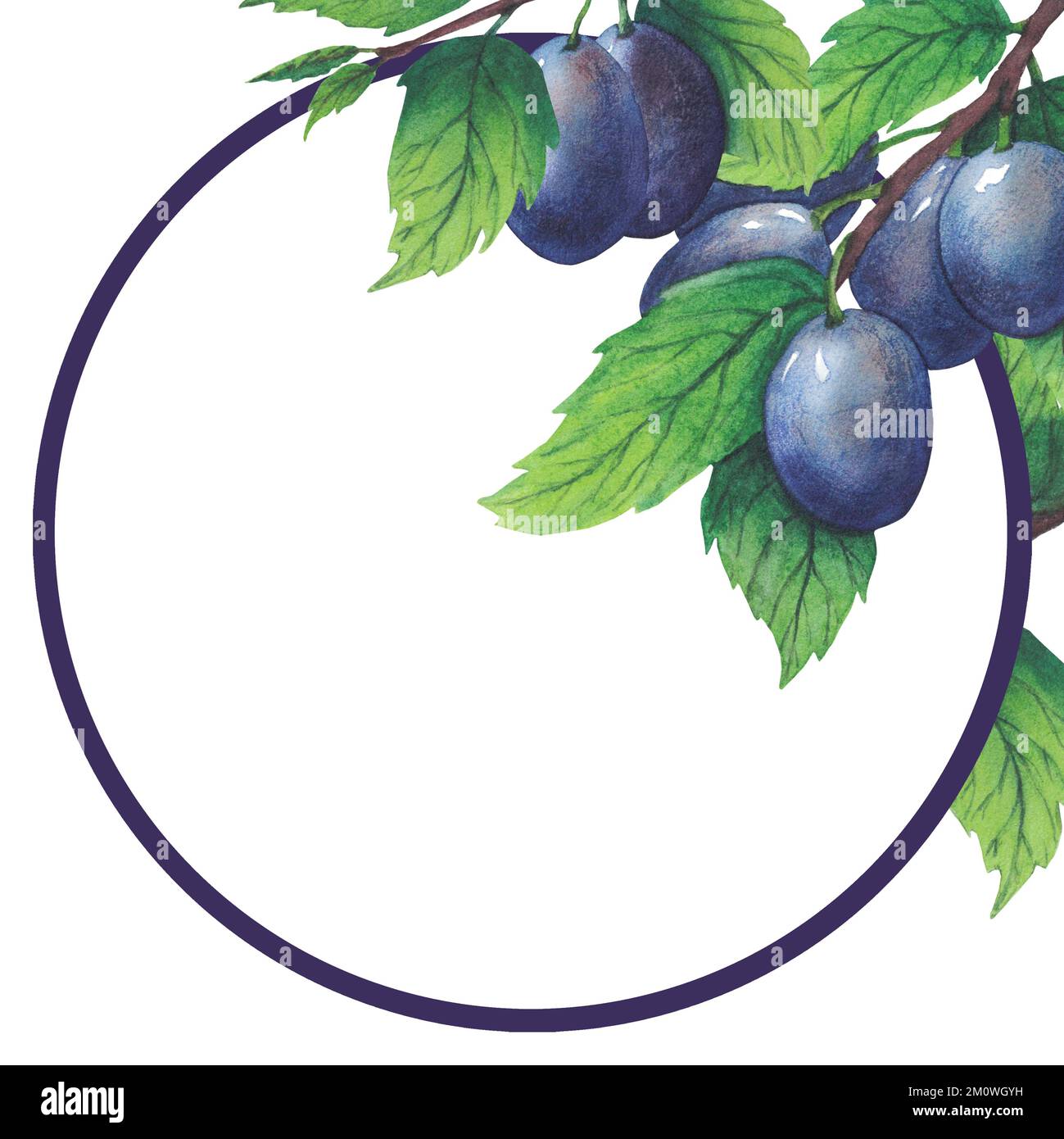 Frame of watercolor plum tree branches with green leaves and fruits ...
