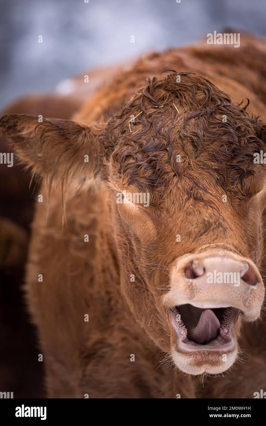 Closeup of a funny brown cow yaws with wide open mouth, tongue sticks ...