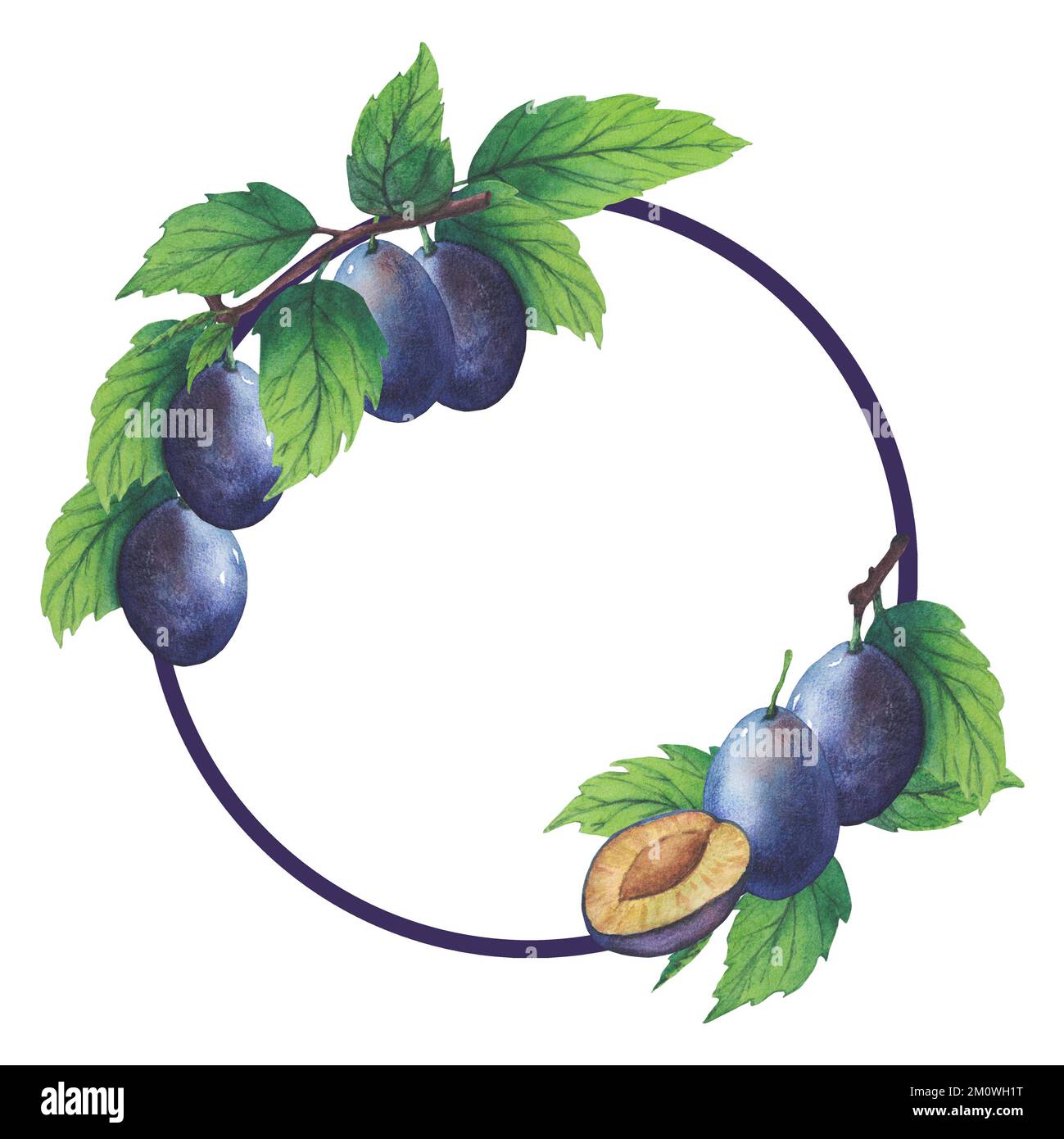 Frame of watercolor plum tree branches with green leaves and fruits ...