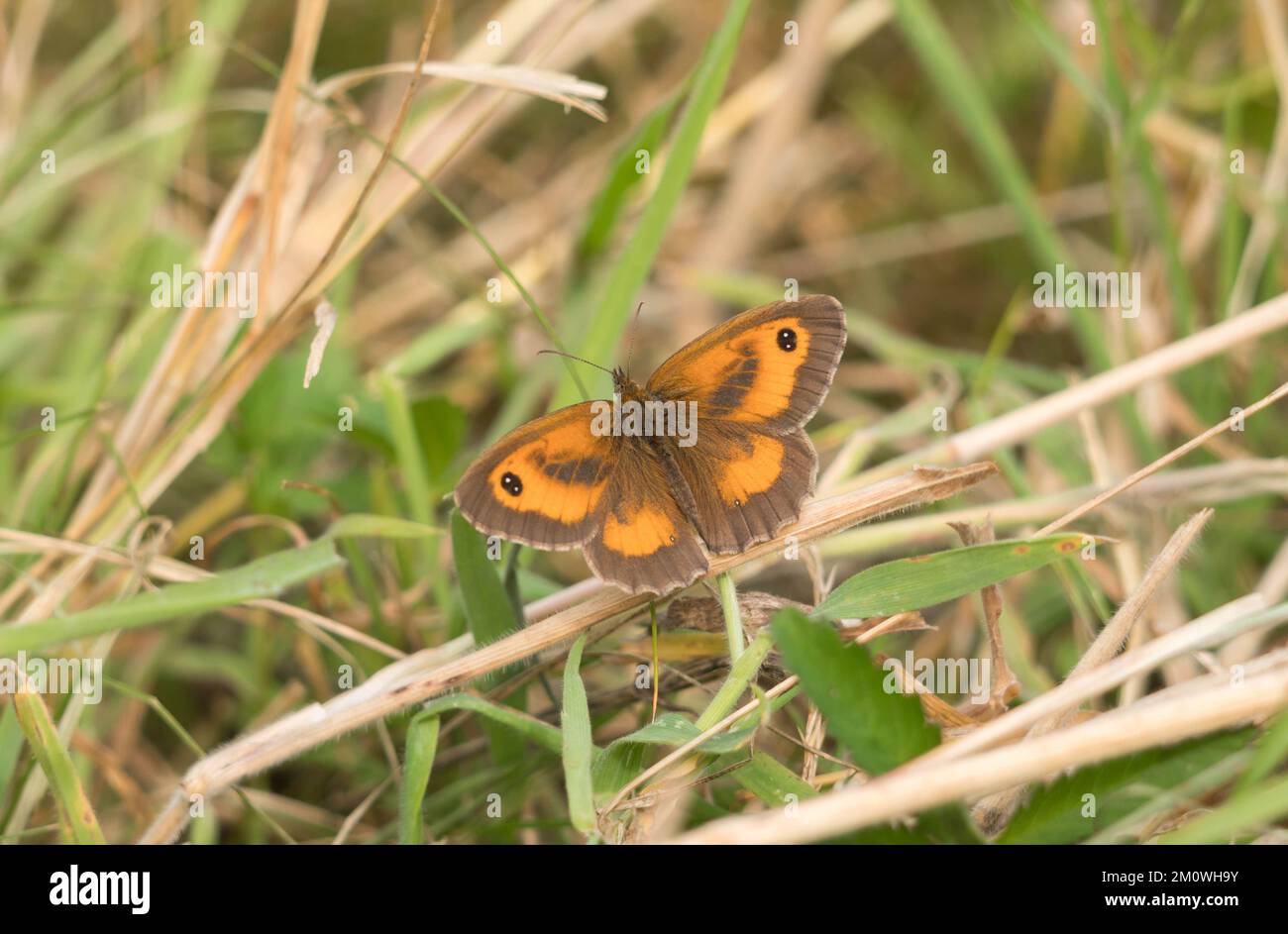 Gatekeeper butterfly (Pyronia tithonus) season June /August, on a ...