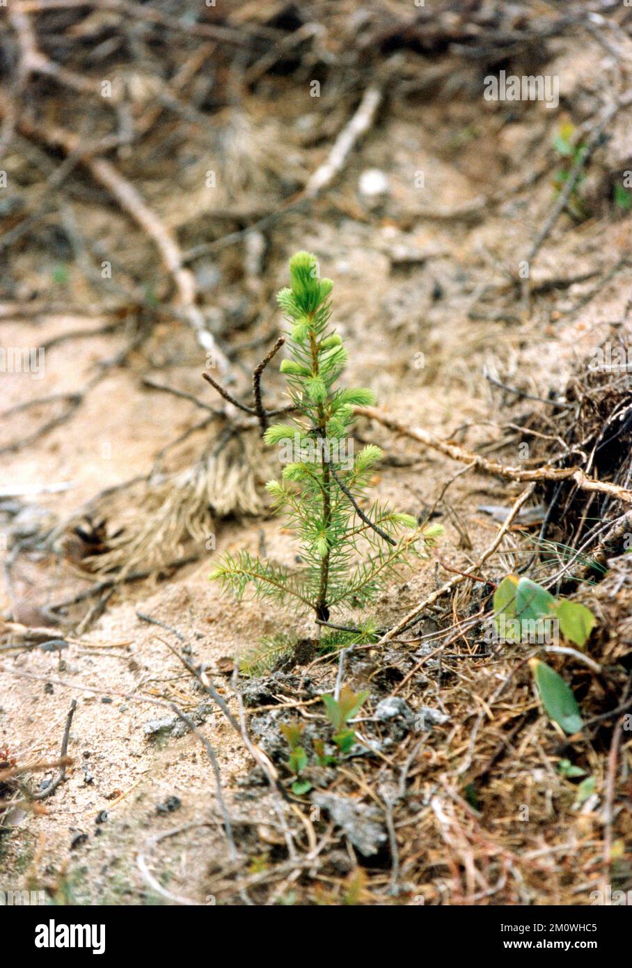 Planted conifer sapling on a clearcut Stock Photo - Alamy