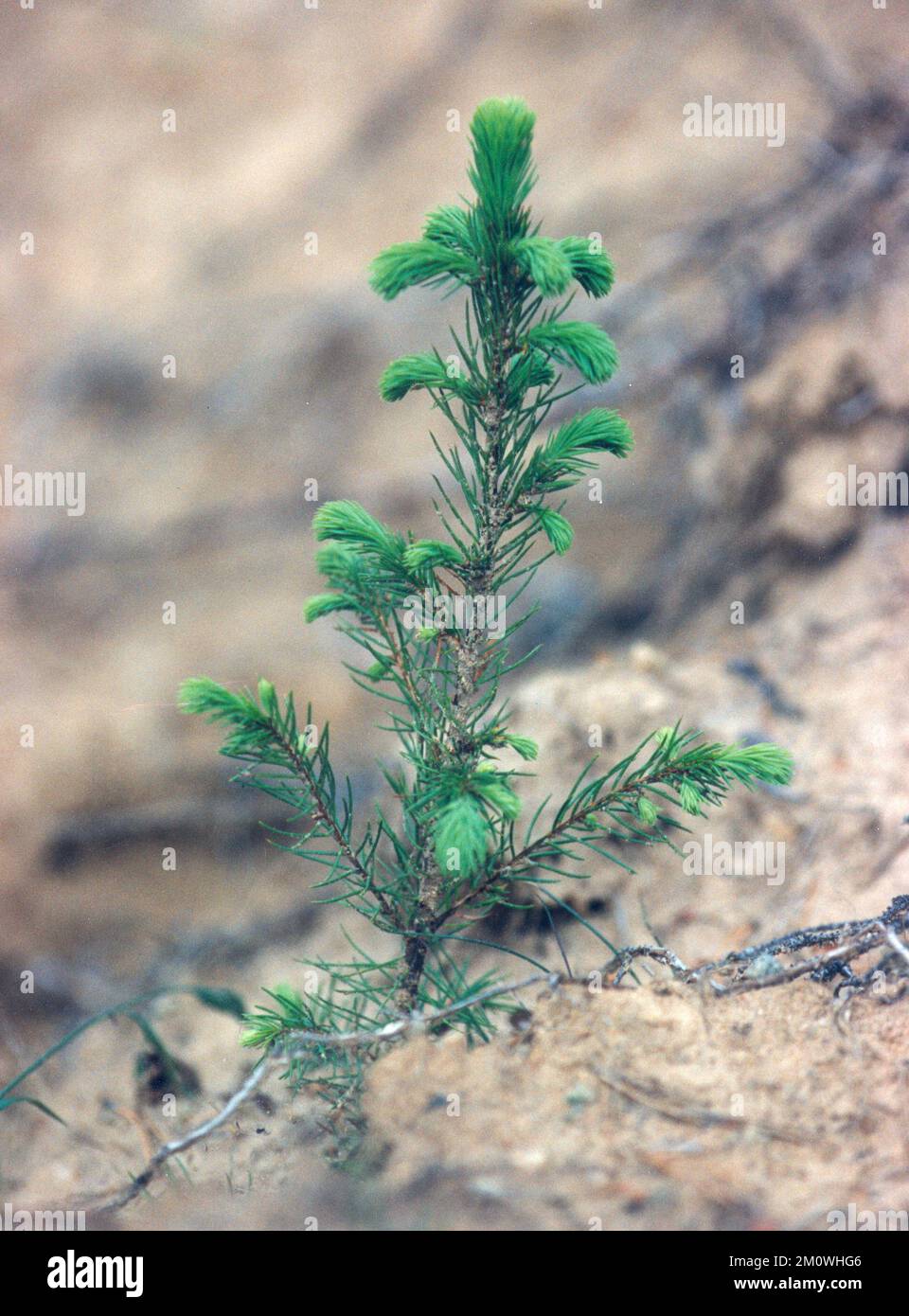 Conifer plant hi-res stock photography and images - Alamy