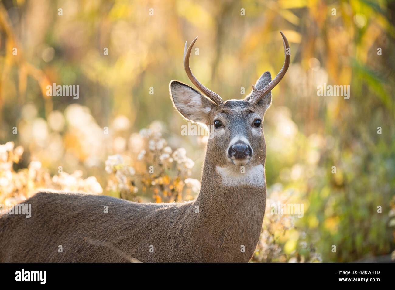 A whitetail deer in the dreamy forest Stock Photo - Alamy