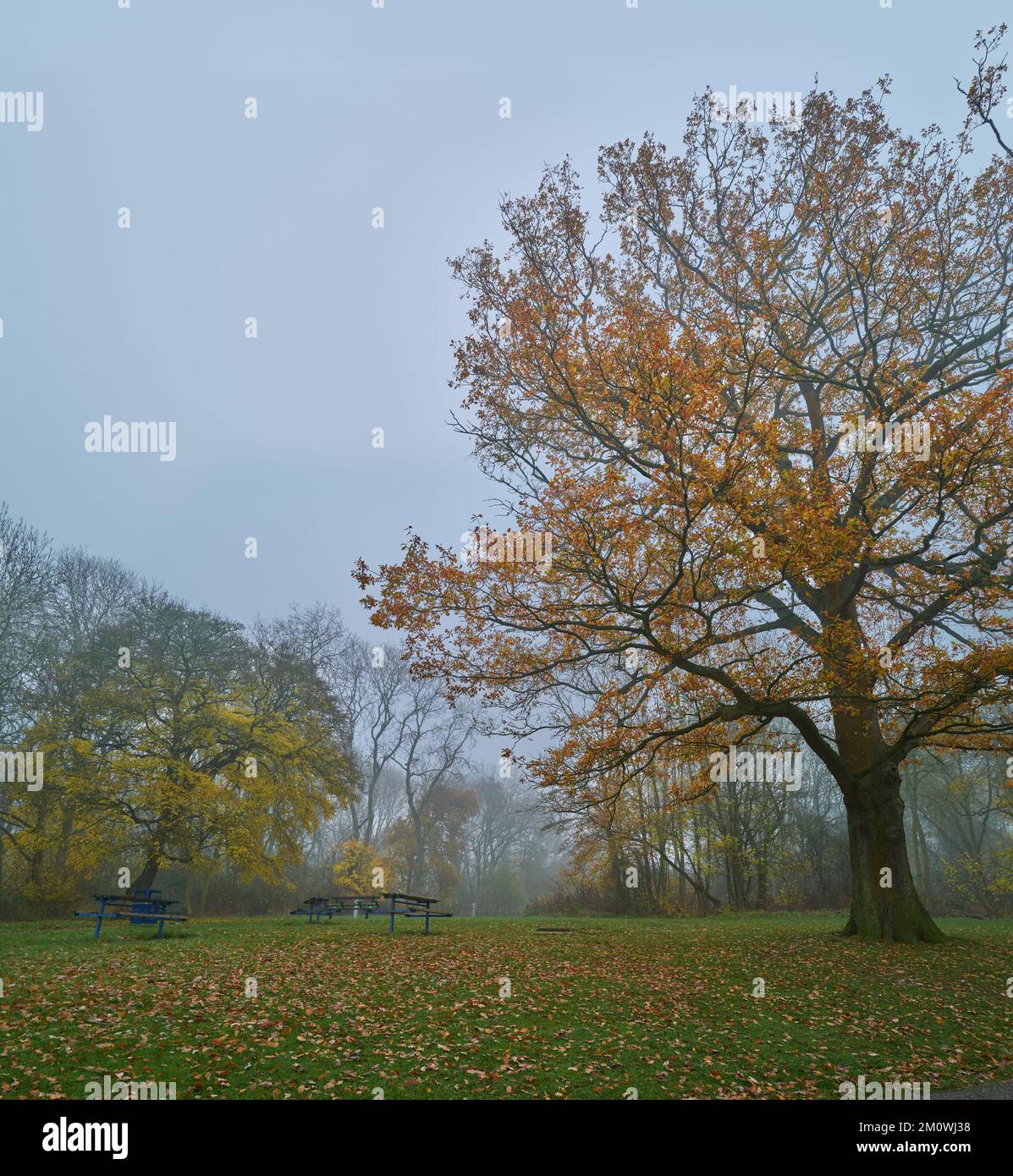 An oak tree in the ancient Hazel Wood on a foggy day next the boating ...