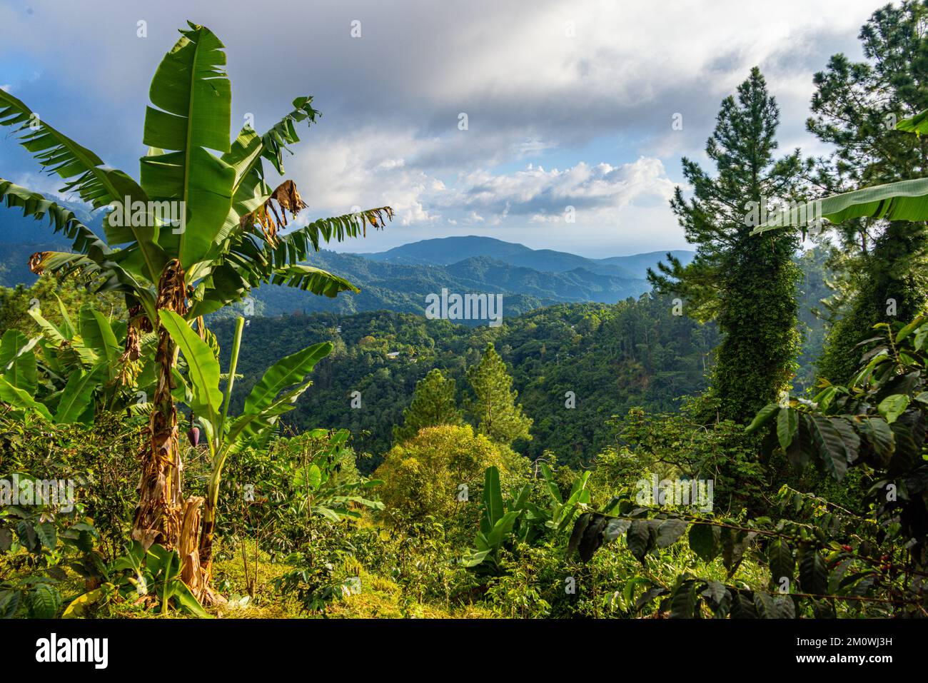 The Blue Mountains in Jamaica, Caribbean, Middle America Stock Photo ...