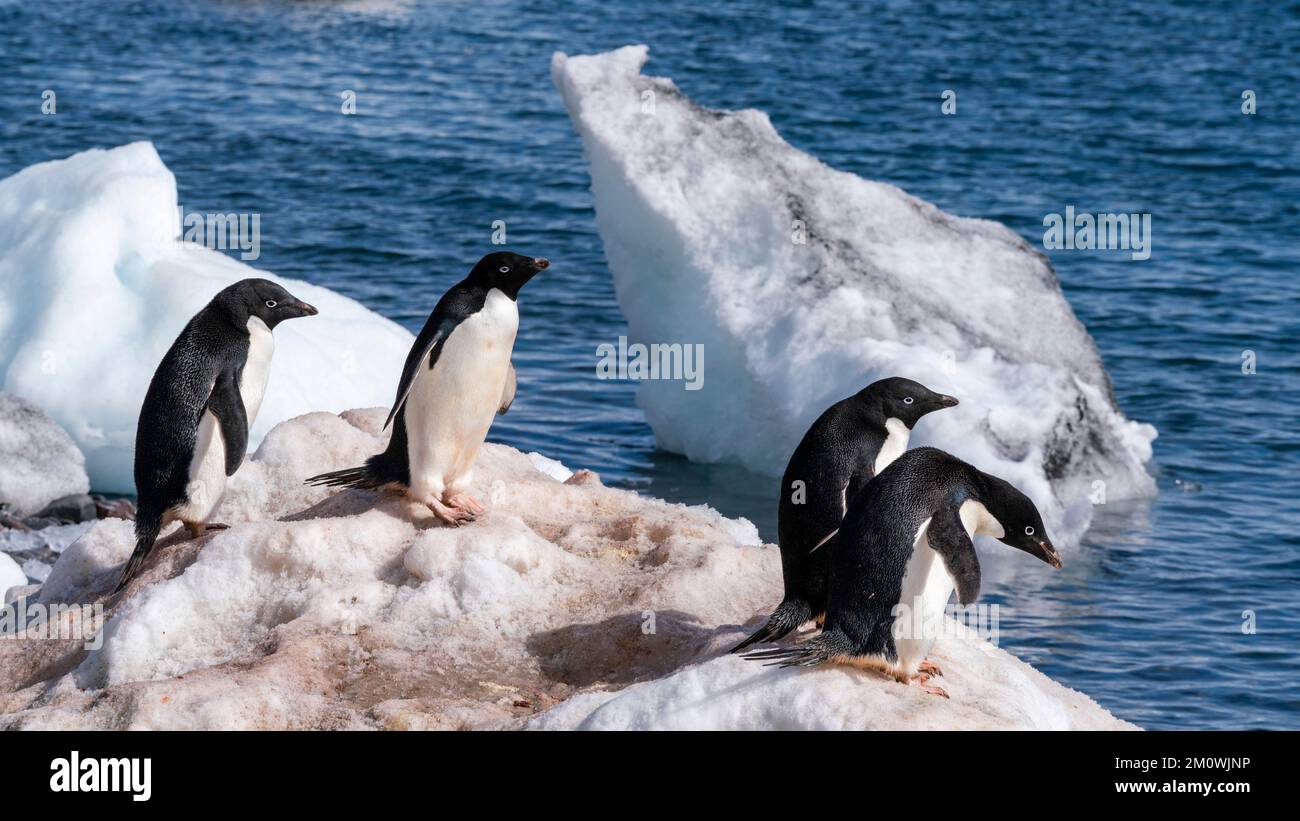 Adelie penguins (Pygoscelis adeliae) on a block of ice, Paulet Island ...