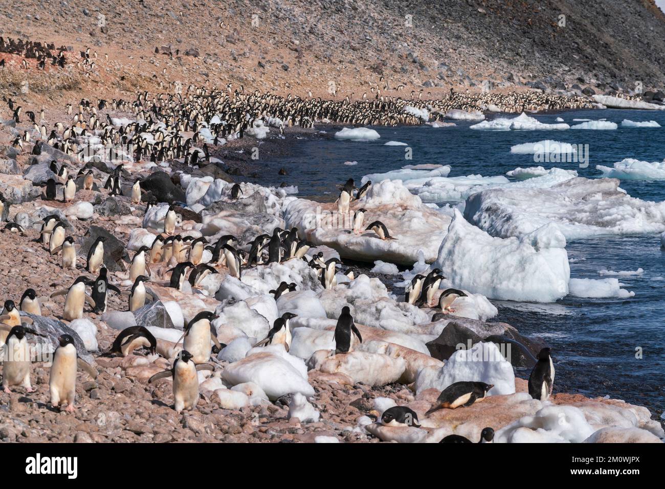Adelie penguins (Pygoscelis adeliae), Paulet Island, Weddell Sea ...
