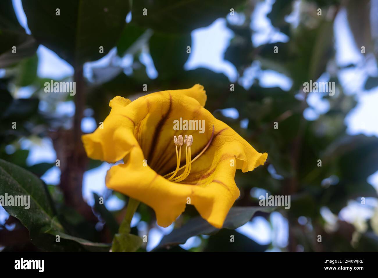 Big yellow flower hi-res stock photography and images - Alamy