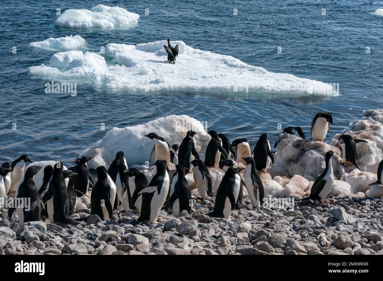 Adelie penguins (Pygoscelis adeliae), Paulet Island, Weddell Sea ...