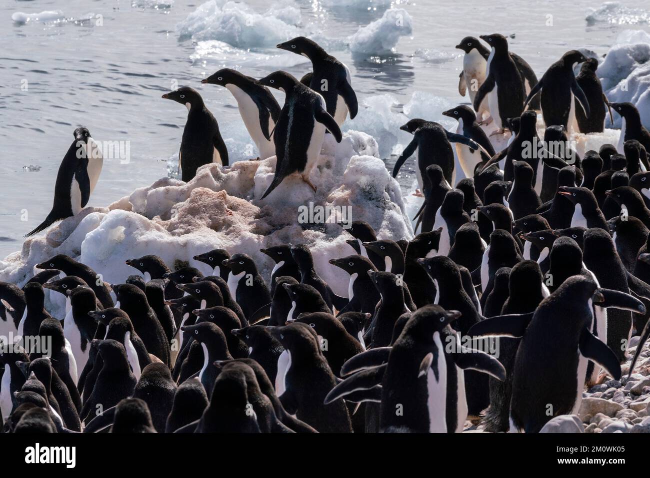 Adelie penguins (Pygoscelis adeliae), Paulet Island, Weddell Sea ...