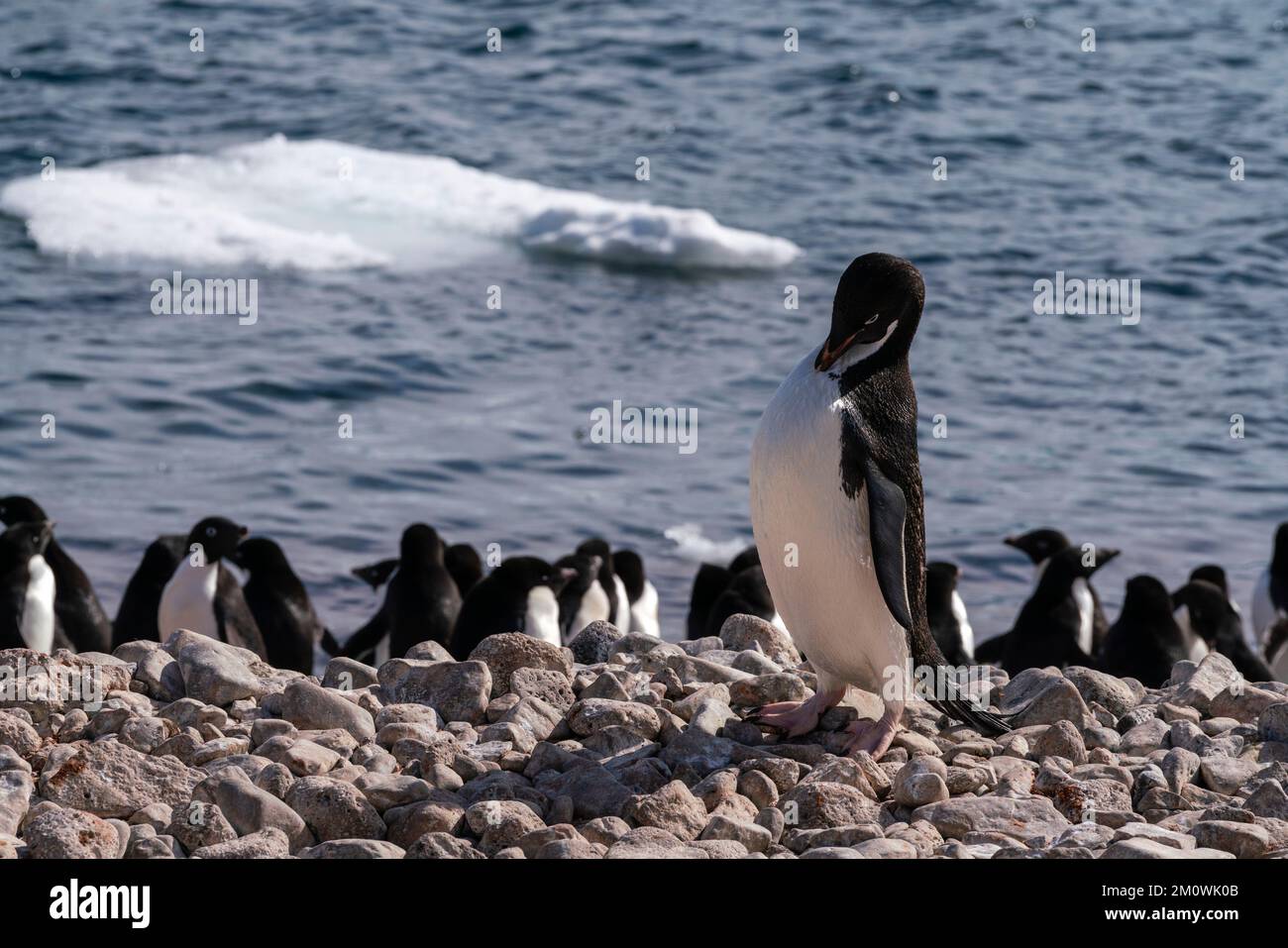 Adelie penguins (Pygoscelis adeliae), Paulet Island, Weddell Sea ...