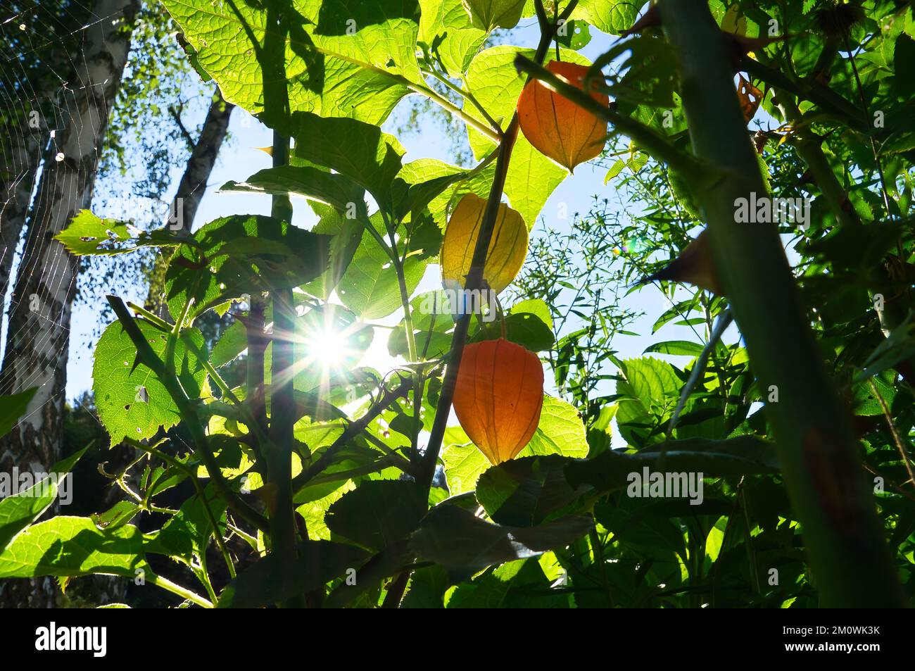 Sun rays shine through bushes of physalis, cape gooseberry. Orange ...