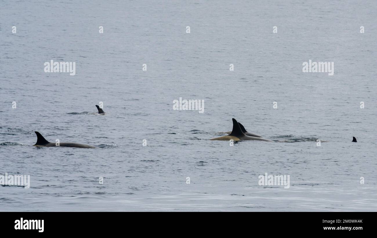 Orcas (Orcinus orca) in the Antarctic Sound, Antarctica Stock Photo - Alamy