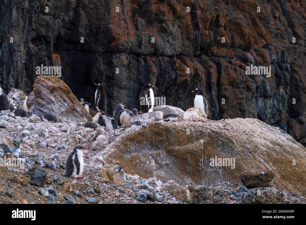 Gentoo penguins (Pygoscelis papua) standing on rocks, Brown Bluff ...