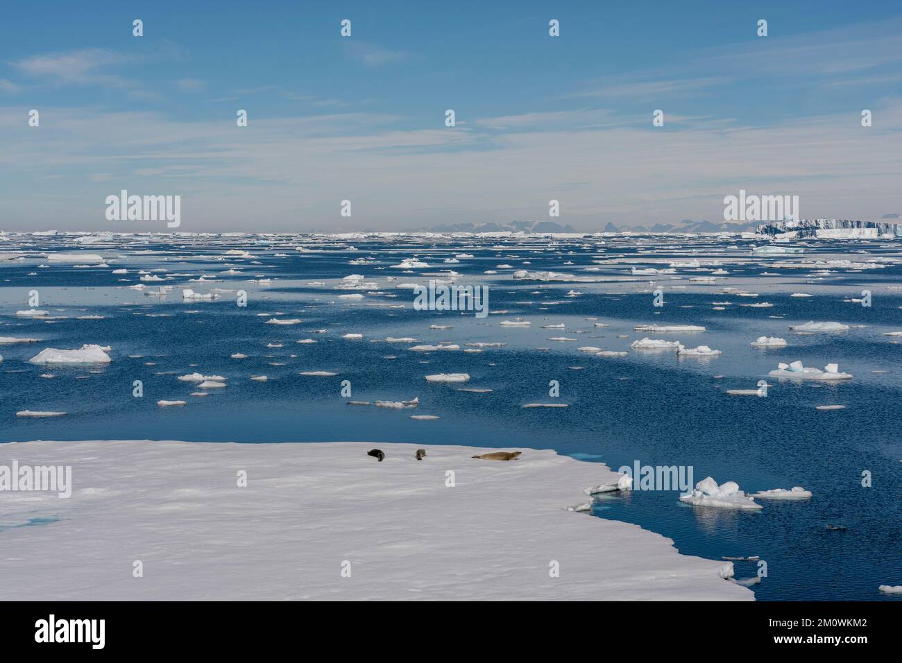 Crabeater seals (Lobodon carcinophaga) on an iceberg, Larsen B Ice ...