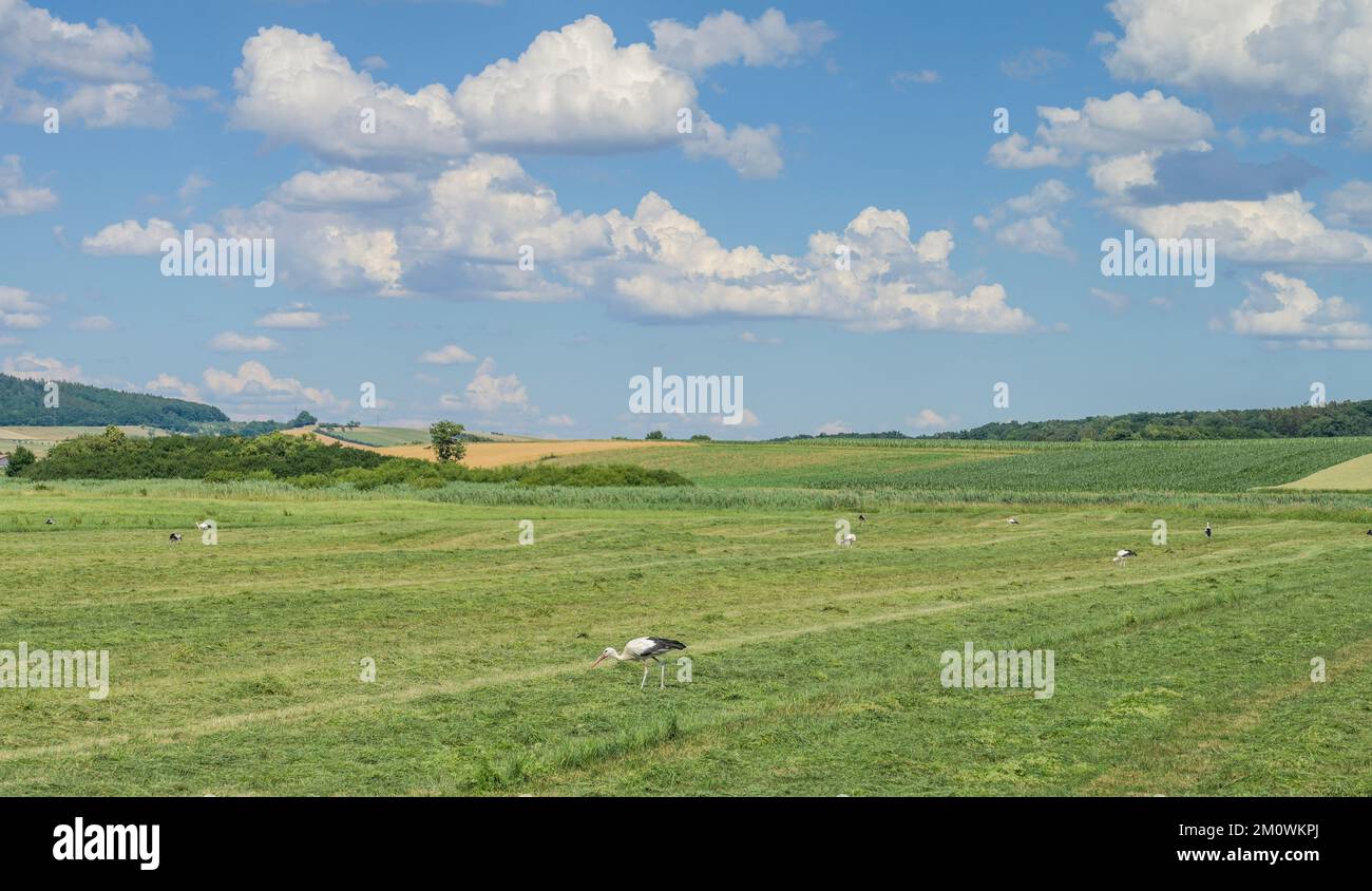 Schone wiese hi-res stock photography and images - Alamy