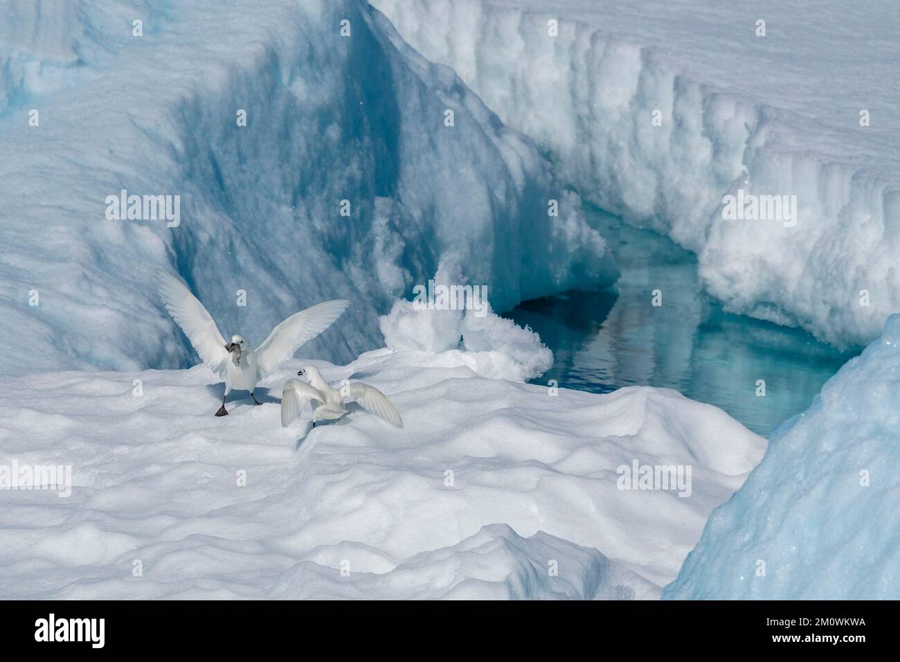 Snow Petrels (Pagodroma nivea), Larsen B Ice Shelf, Weddell Sea ...