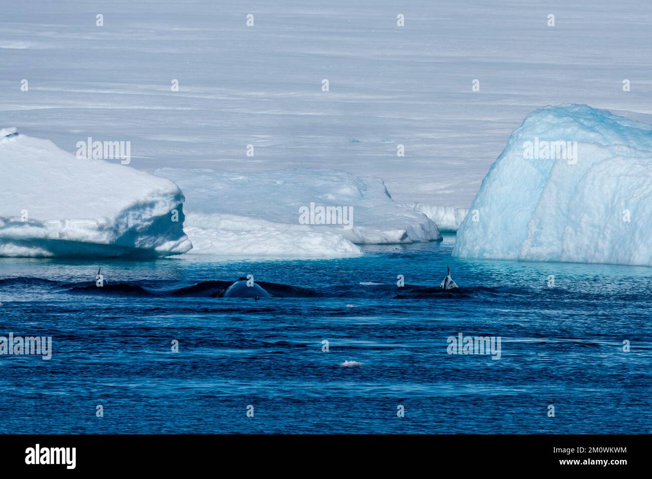 Antarctic Minke Whale (Balaenoptera bonaerensis) surfacing, Larsen B ...