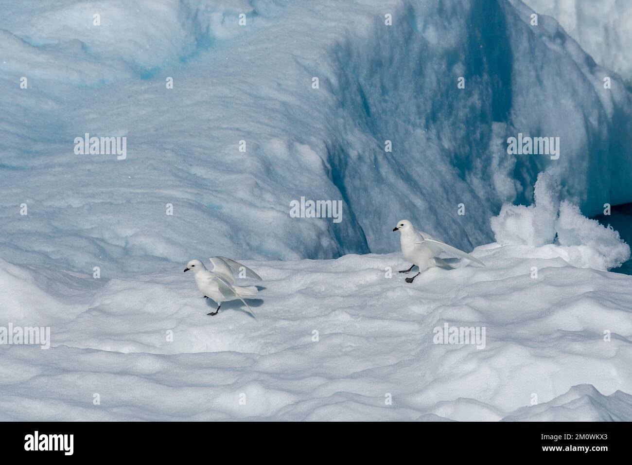 Larsen b antarctica hi-res stock photography and images - Alamy