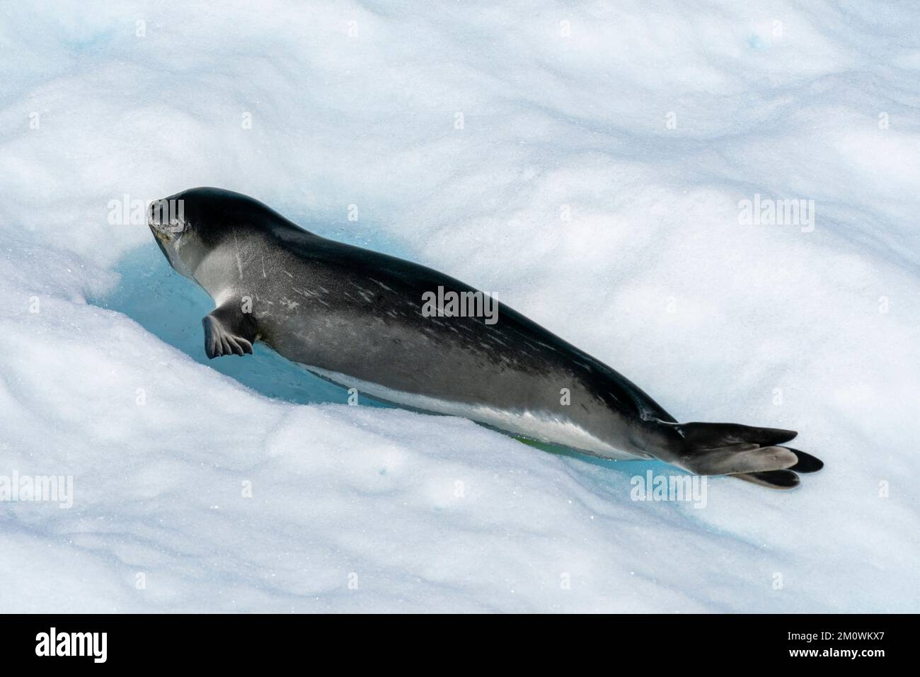 Larsen b antarctica hi-res stock photography and images - Alamy