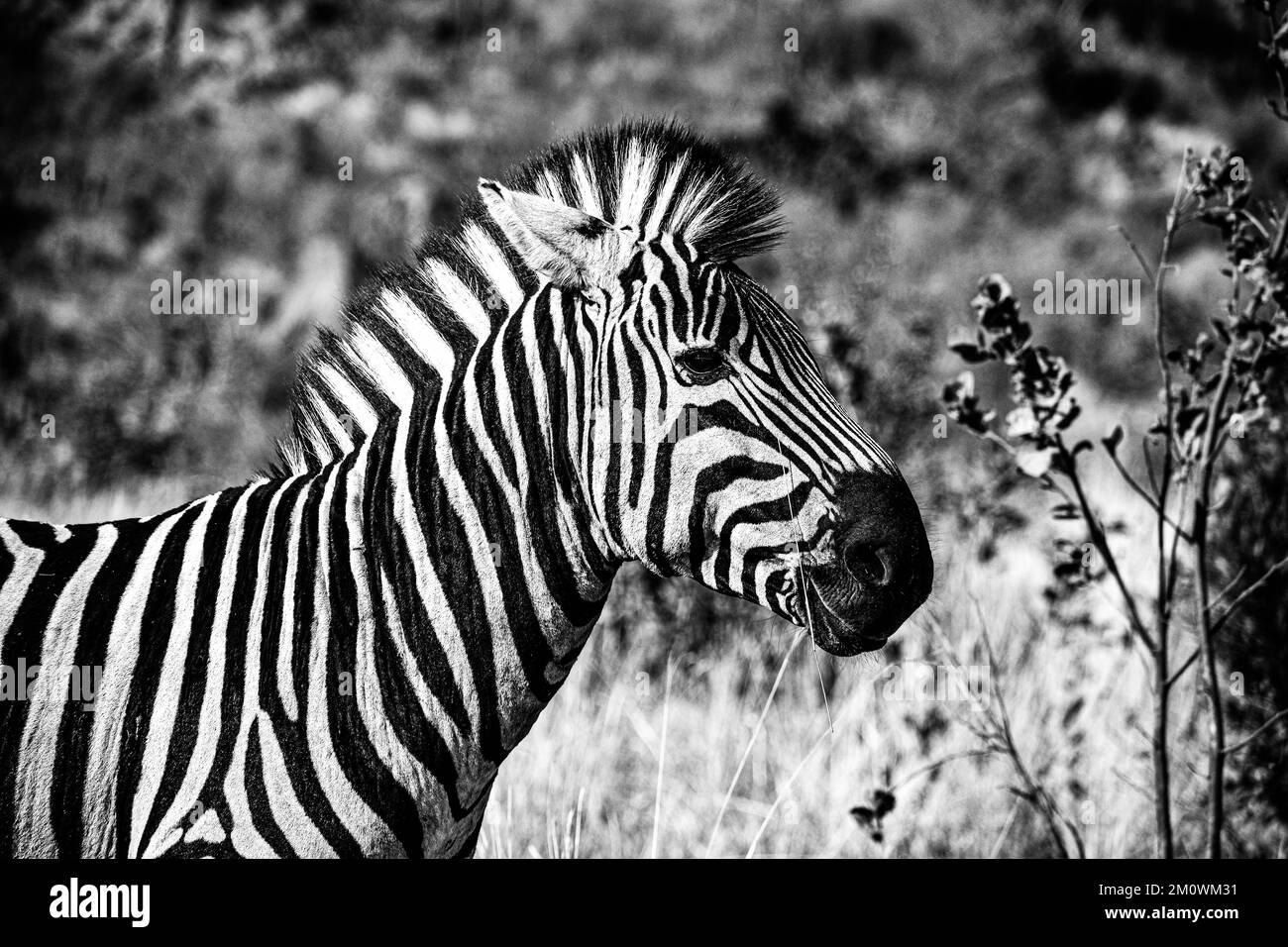Natural habitat Black and White Stock Photos & Images - Alamy