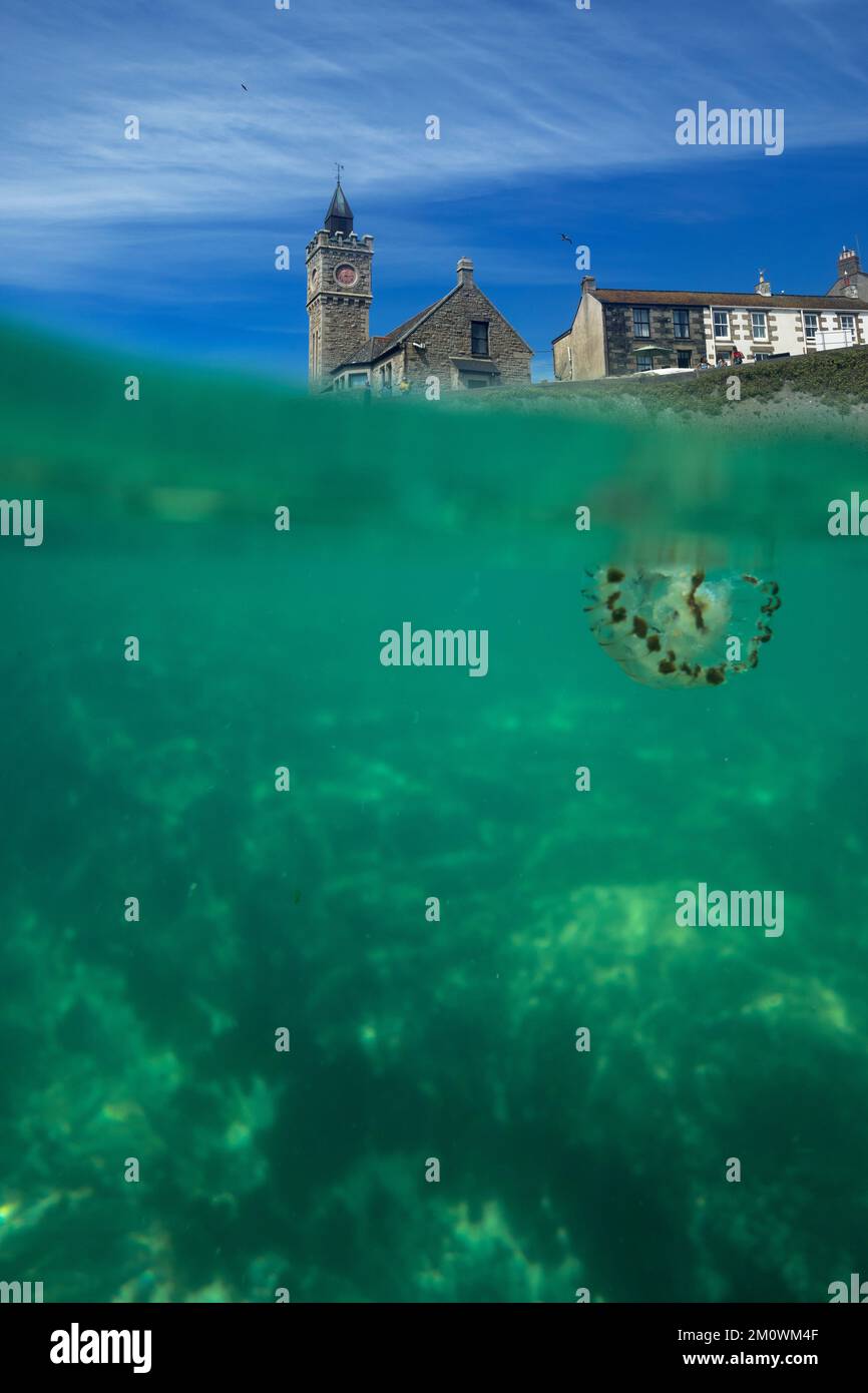 Compass jelly fish at Porthleven harbour - Cornwall Stock Photo - Alamy
