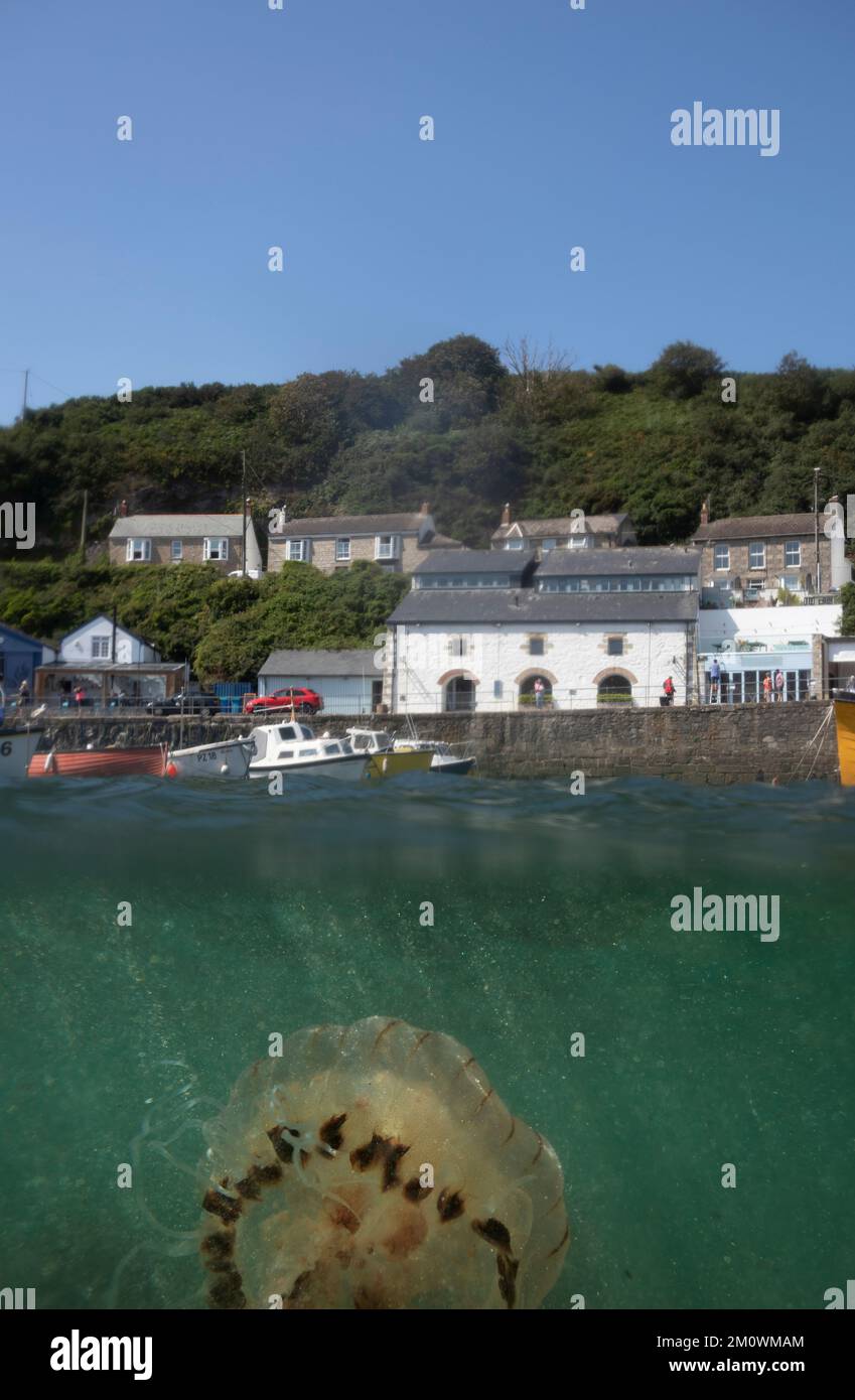 Compass jelly fish at Porthleven harbour - Cornwall Stock Photo - Alamy