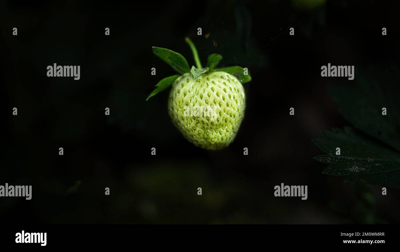 Strawberry plant with green strawberry in the garden. Fruit not yet ...