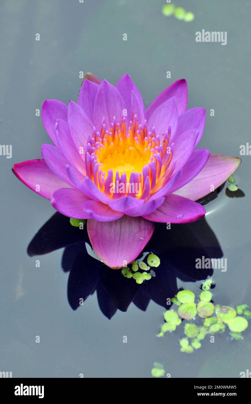 blossom lotus flower in pond Stock Photo - Alamy