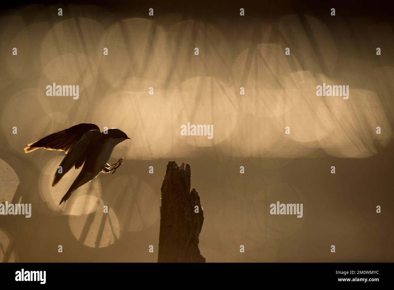 A tree swallow landing on the tree branch at soft sunset Stock Photo ...
