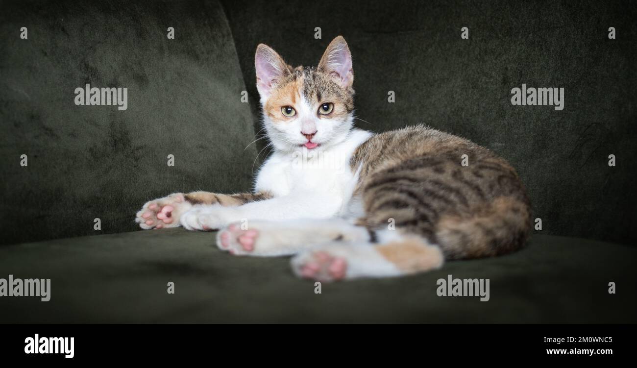 portrait of a cute little cat Stock Photo - Alamy