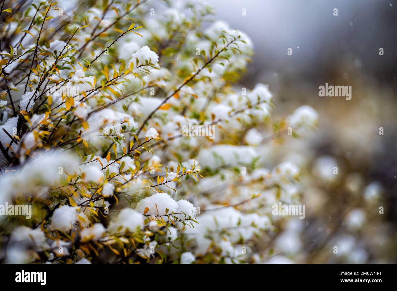 Close-up view of snow covered bushes Stock Photo - Alamy