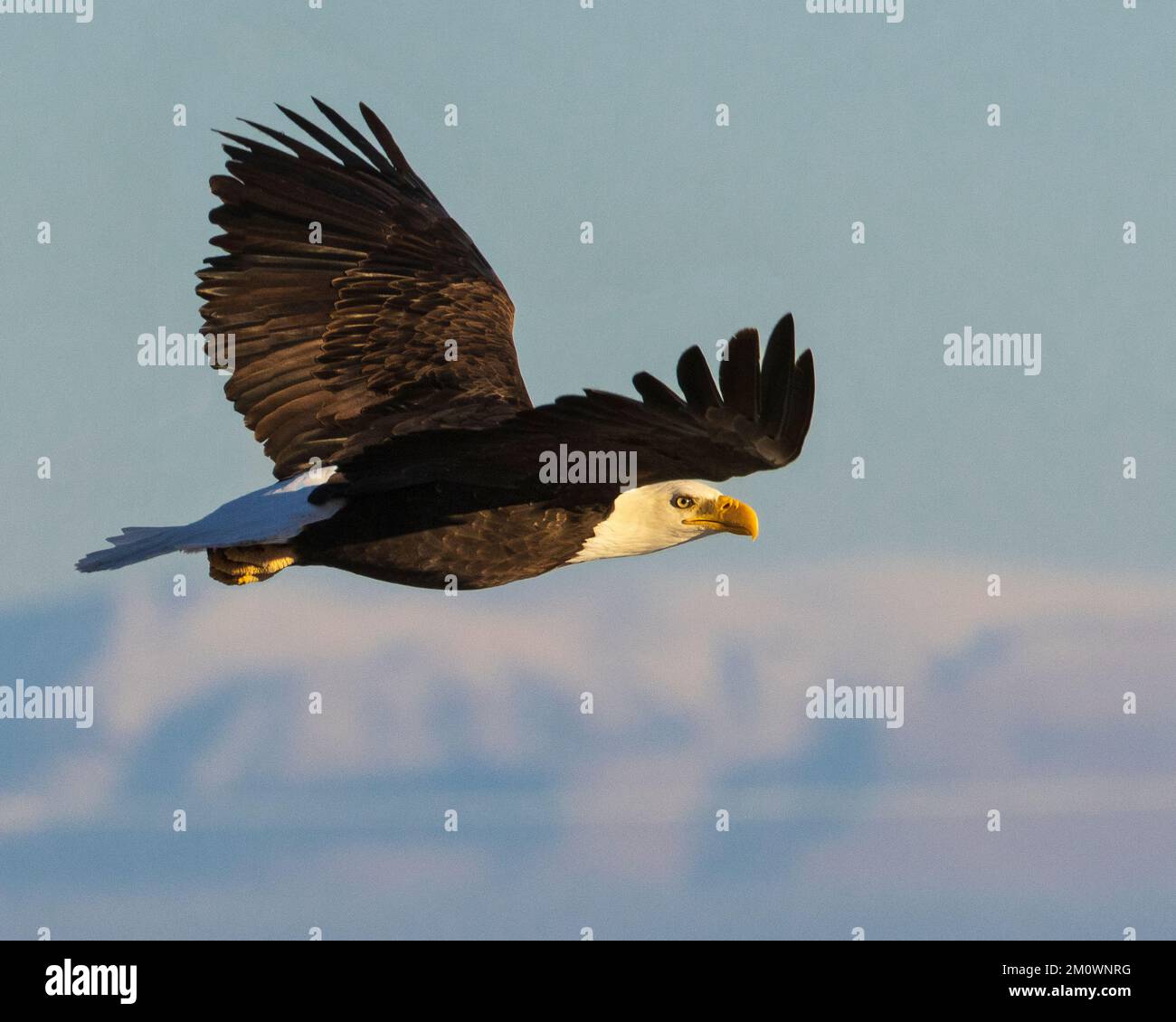 Bald eagle (Haliaeetus leucocephalus) in flight low over the Lassen ...