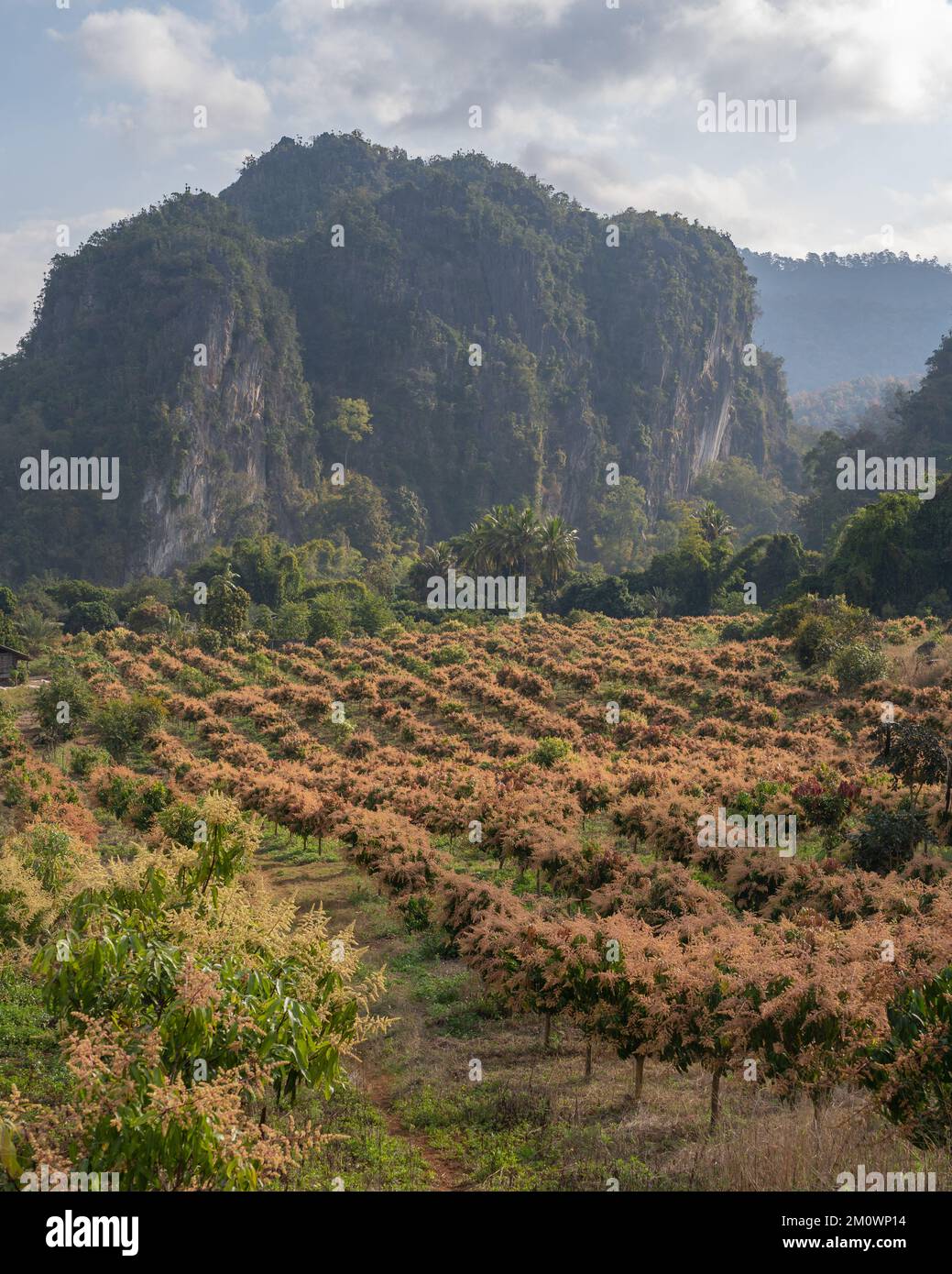 Landscape mango hi-res stock photography and images - Alamy