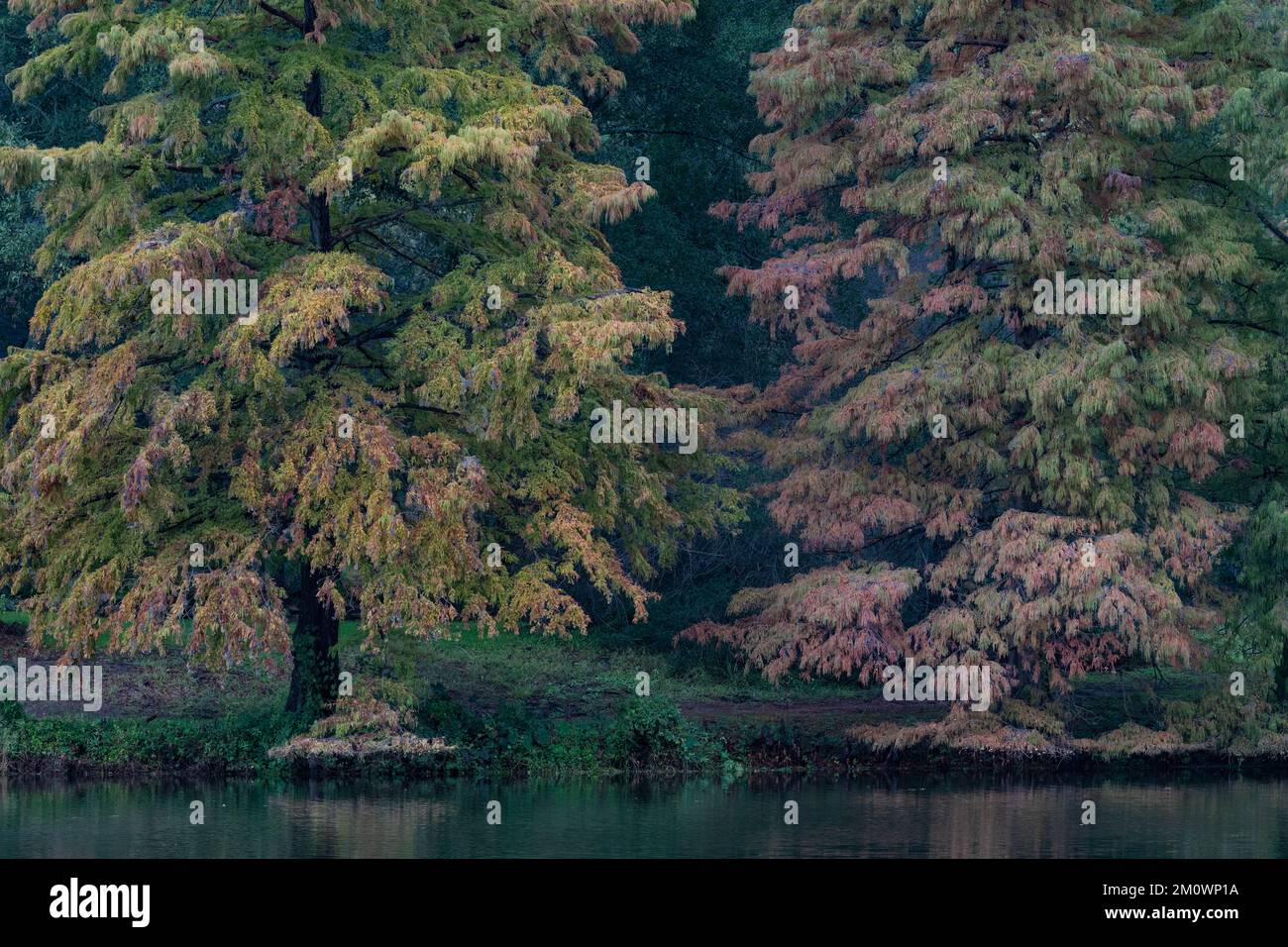 Bald cypress autumn colors of purple and yellow in the early morning ...