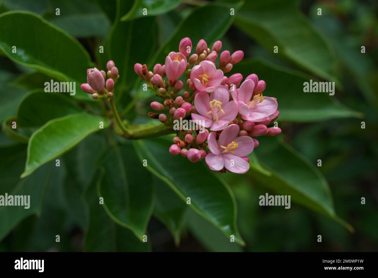 Closeup view of cluster of pink flowers and buds of tropical shrub ...