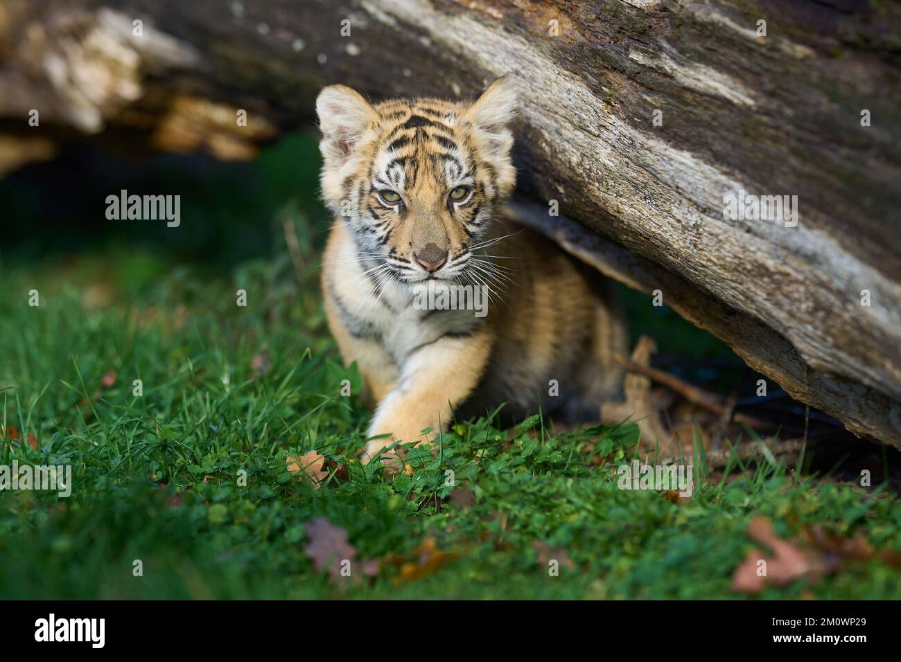 Bell, Germany. 07th Dec, 2022. A 14-week-old tiger cub (Panthera tigris ...