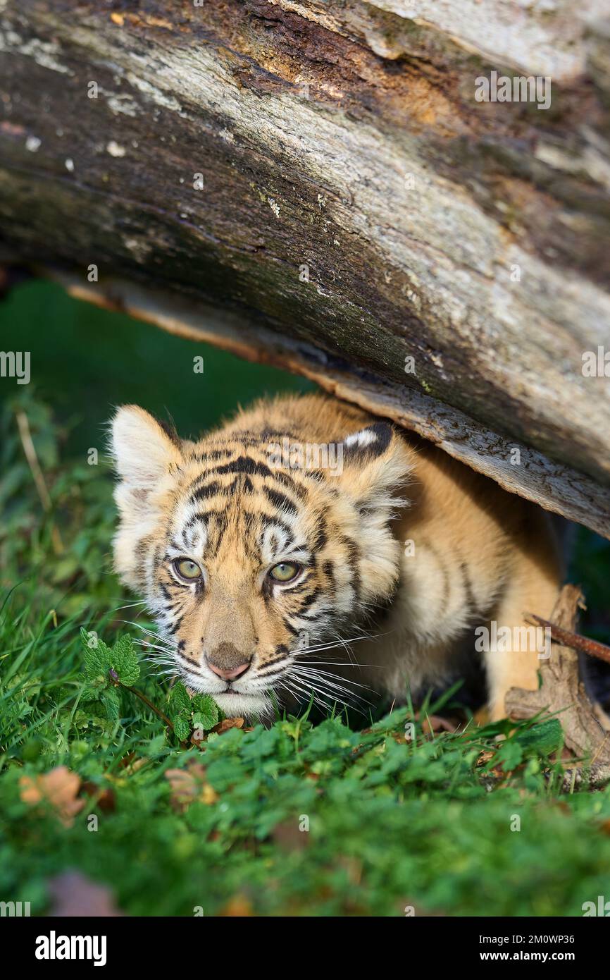 Bell, Germany. 07th Dec, 2022. A 14-week-old tiger cub (Panthera tigris ...