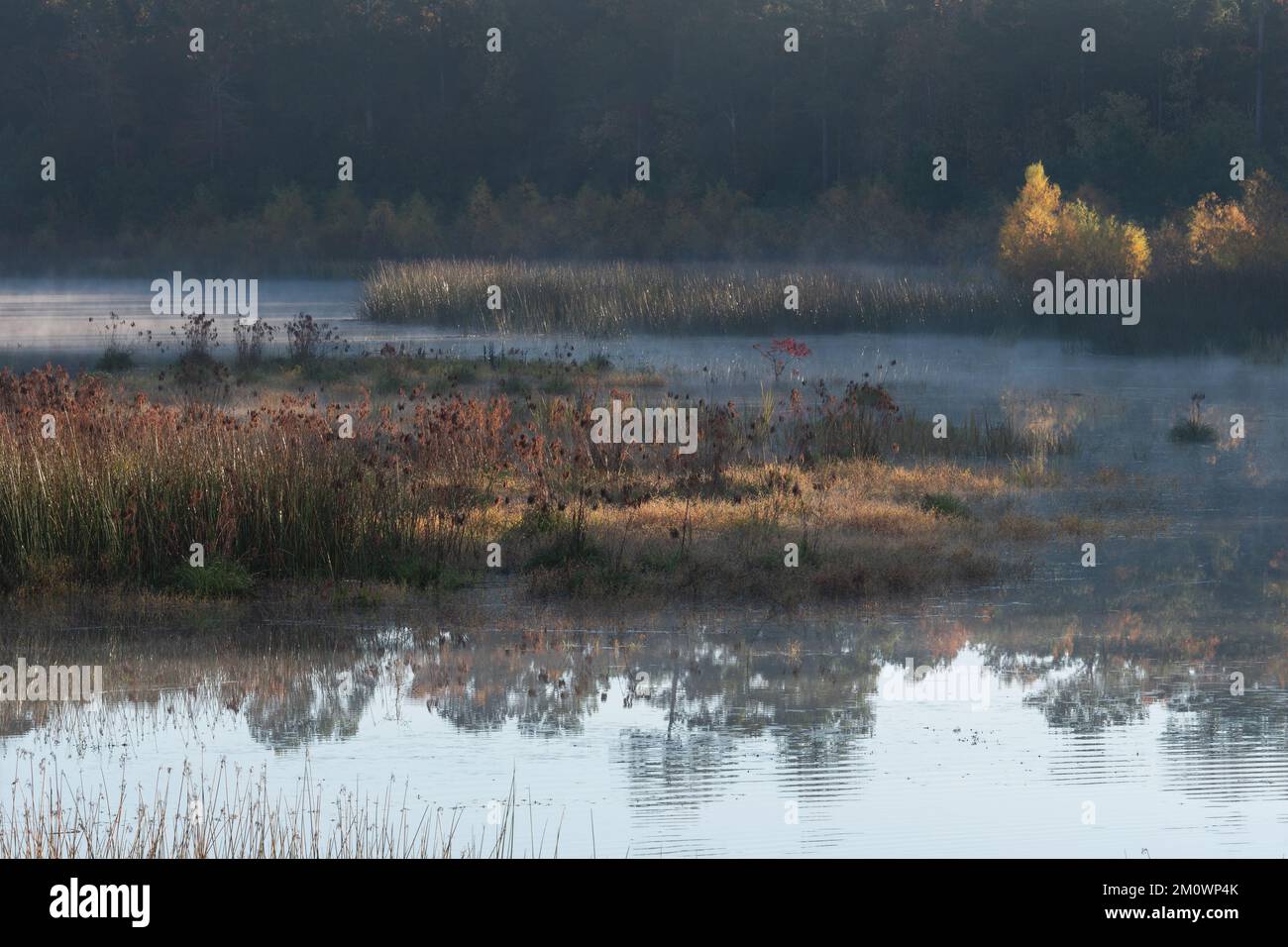 Mist hangs over the water on an autumn morning in the Woodlands, Texas ...