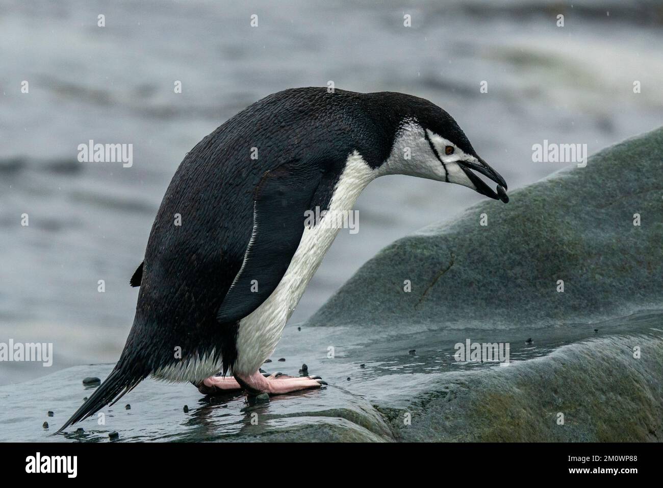 Chinstrap penguin (Pygoscelis antarcticus), Half Moon Island, South ...
